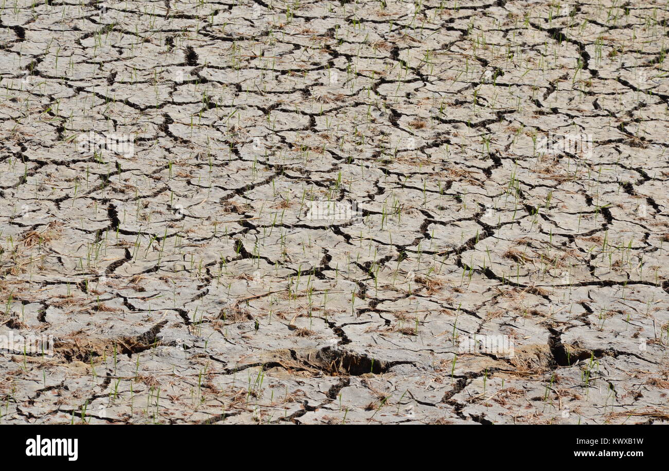dry paddy ground field in sunny day Stock Photo - Alamy