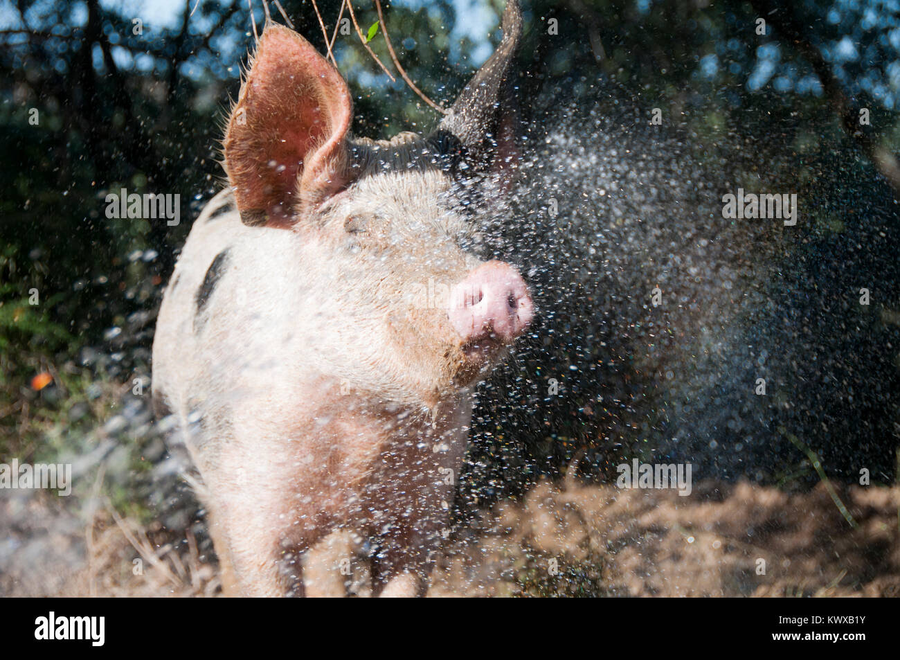 Pig being sprayed with water Stock Photo - Alamy