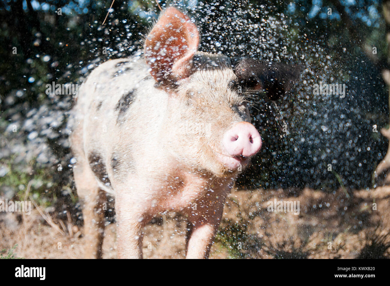 Black pig bred hi-res stock photography and images - Alamy
