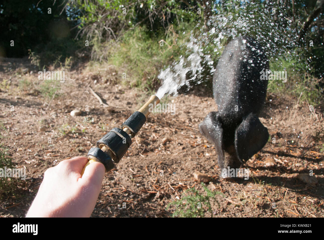 Pig being sprayed with water Stock Photo - Alamy