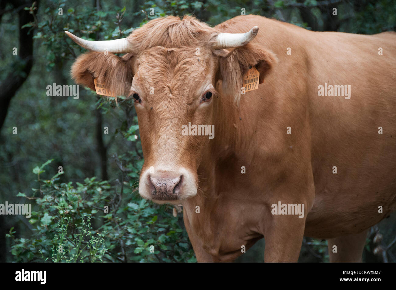 Dual purpose breed of cattle hi-res stock photography and images - Alamy
