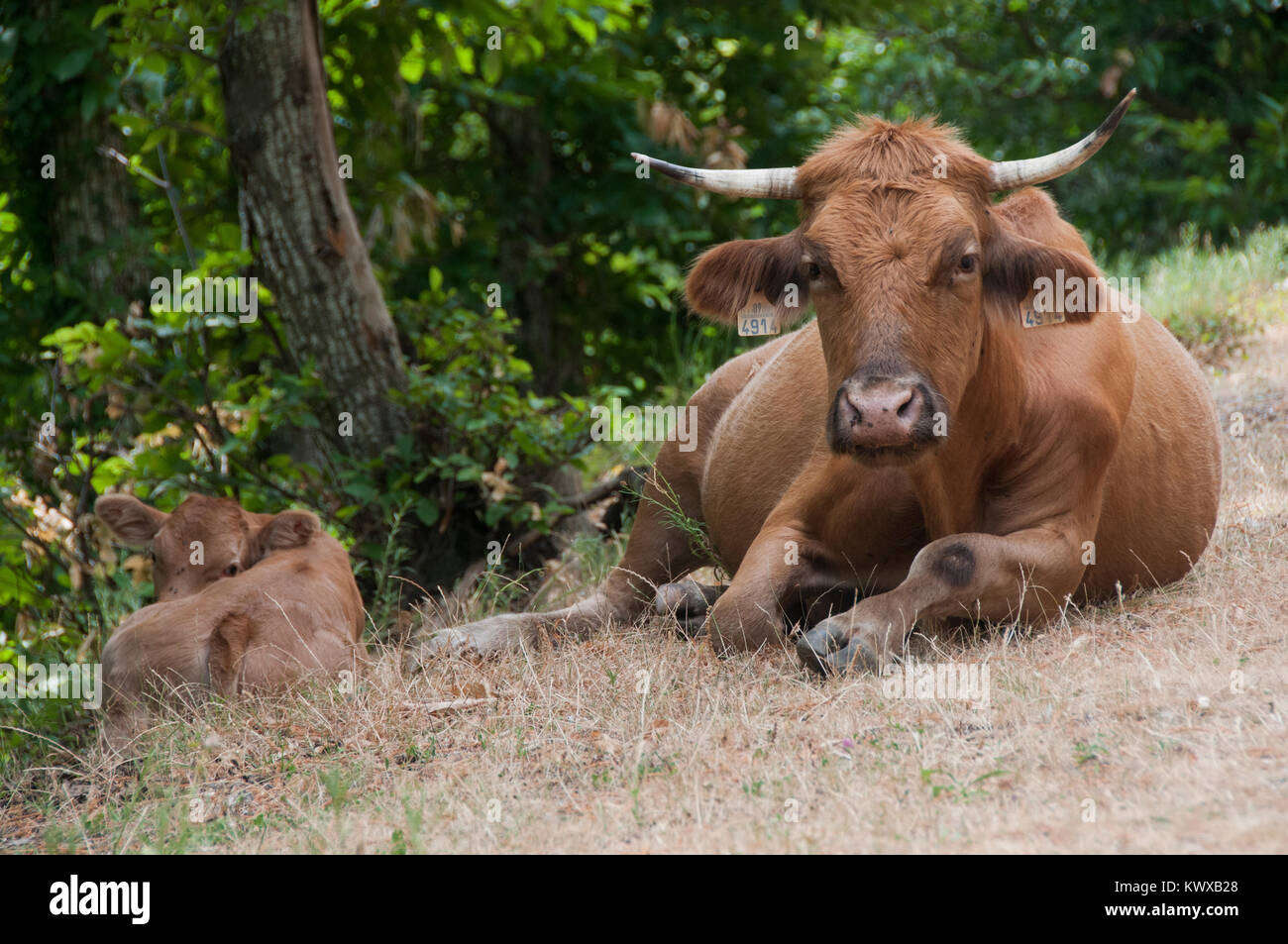 Wild roaming cattle in the French Pyrenees Stock Photo - Alamy