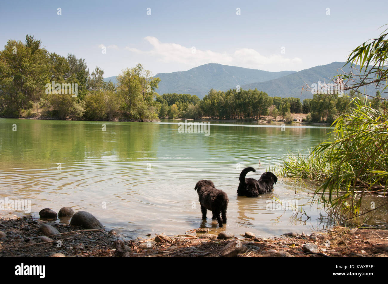 Two dogs swimming together Stock Photo - Alamy