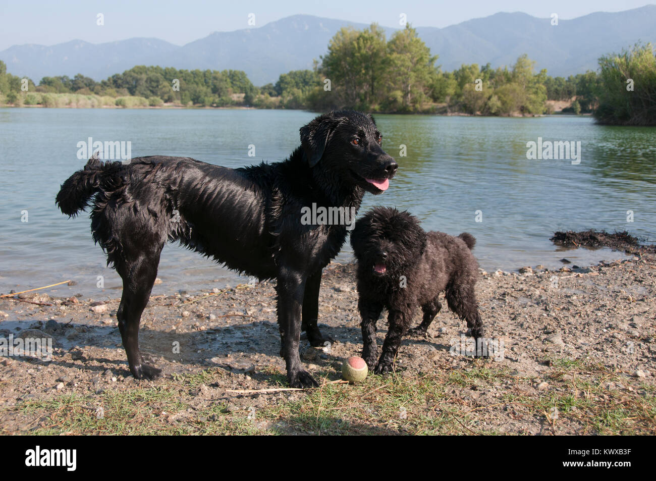 A Labrador and a Bouvier Des Flandres playing at a lake Stock Photo - Alamy
