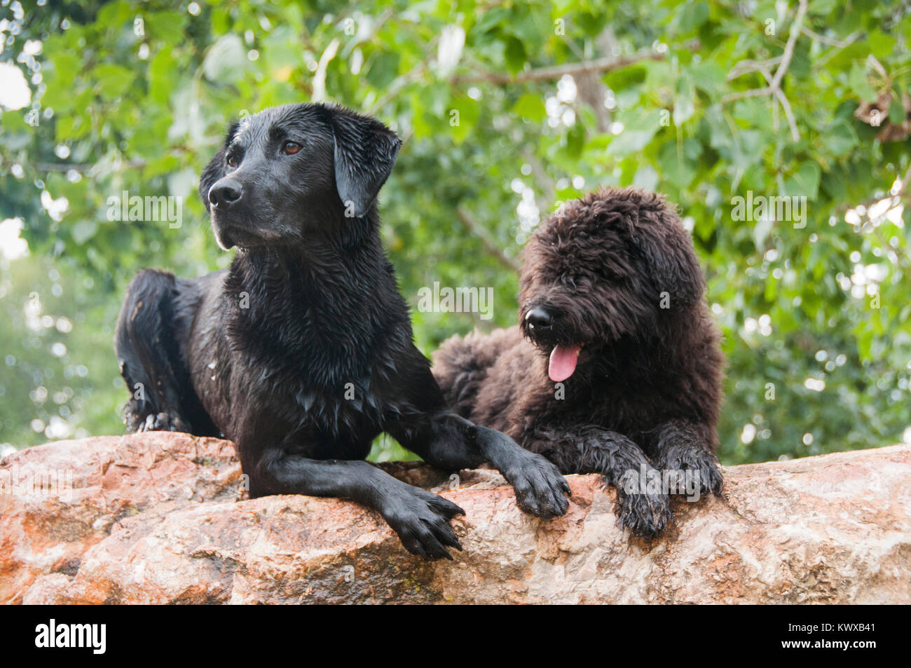 Portrait of a Labrador and a Bouvier Des Flandres puppy together Stock ...