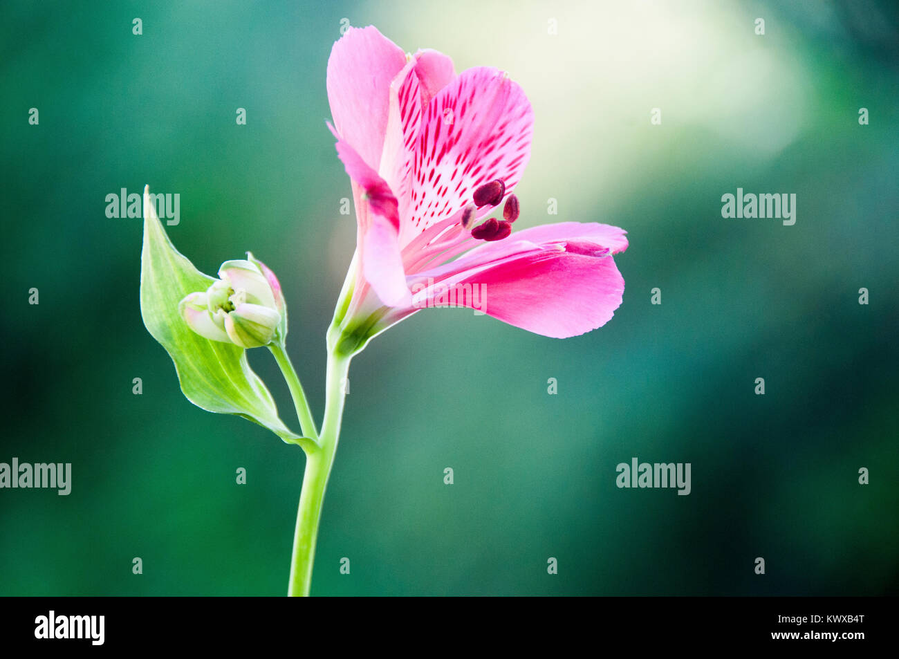 Beautiful Pink Spotted Flower Stock Photo - Alamy