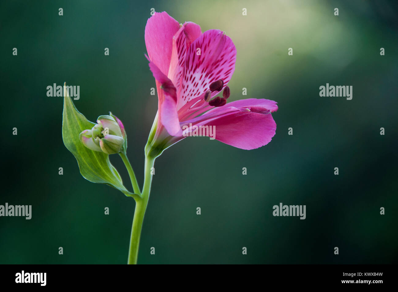 Beautiful Pink Spotted Flower Stock Photo - Alamy