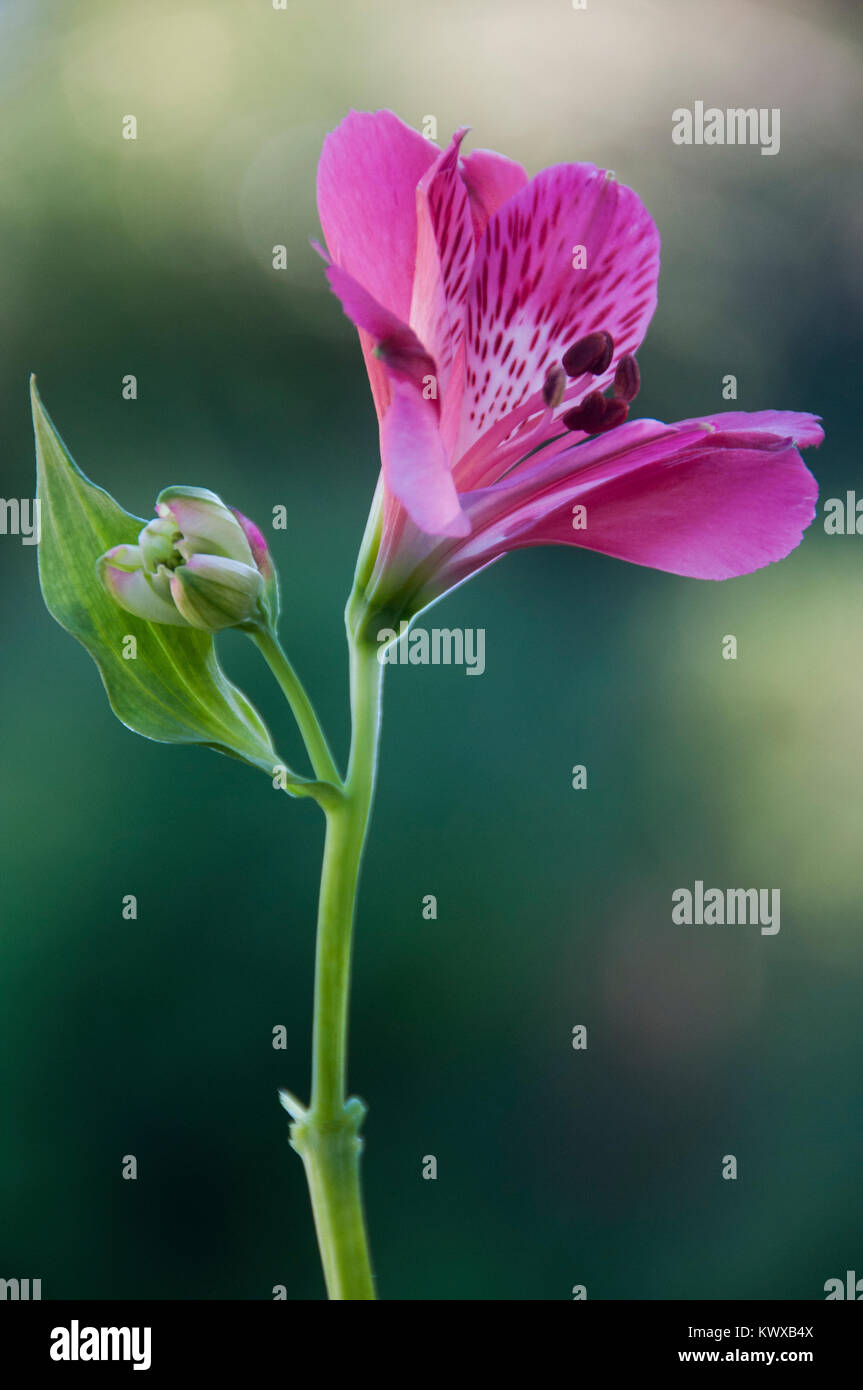 Beautiful Pink Spotted Flower Stock Photo - Alamy