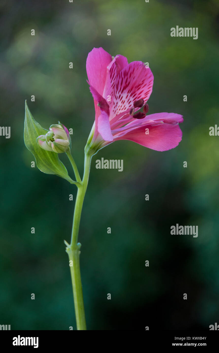 Beautiful Pink Spotted Flower Stock Photo - Alamy