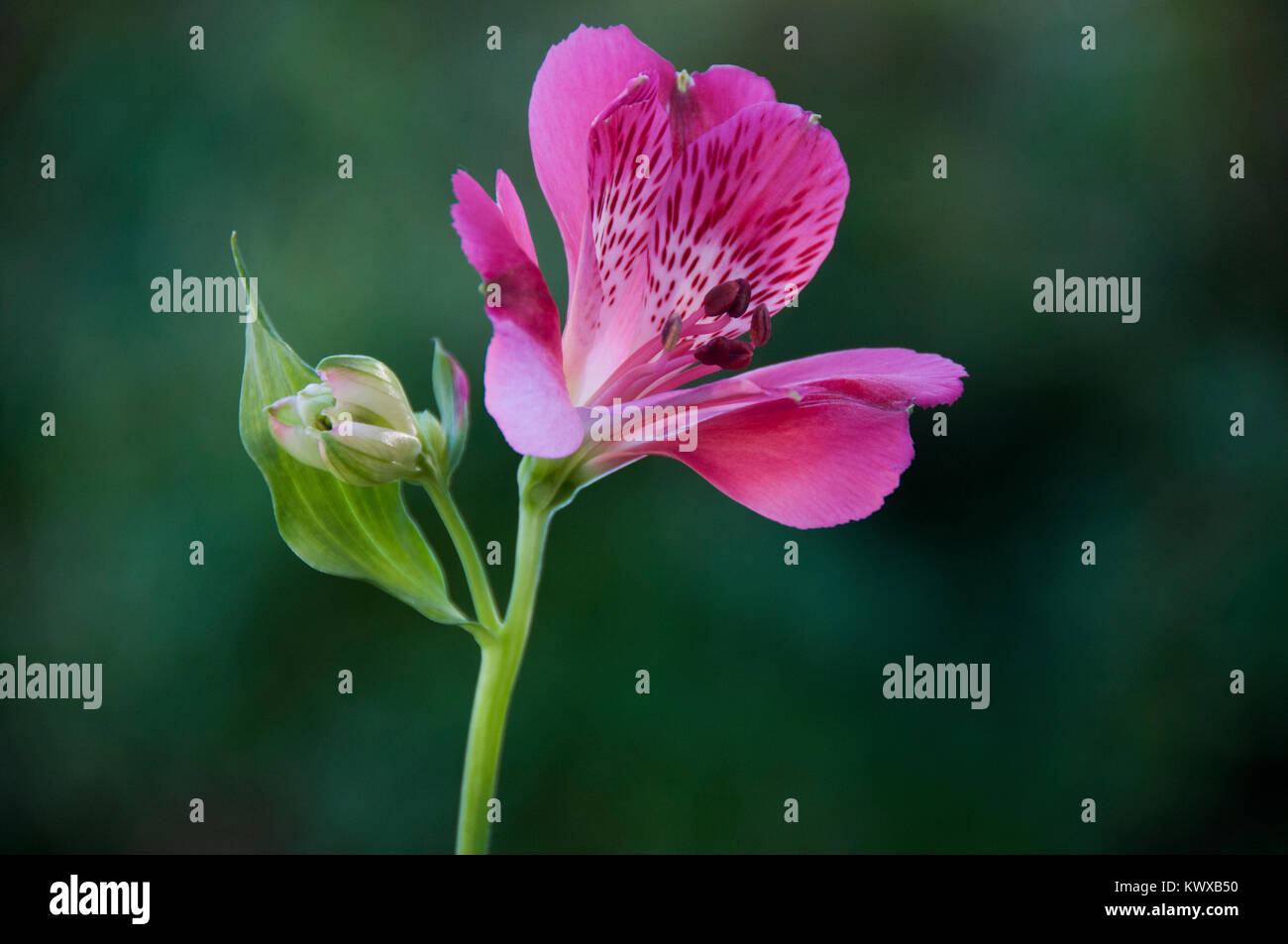Beautiful Pink Spotted Flower Stock Photo - Alamy