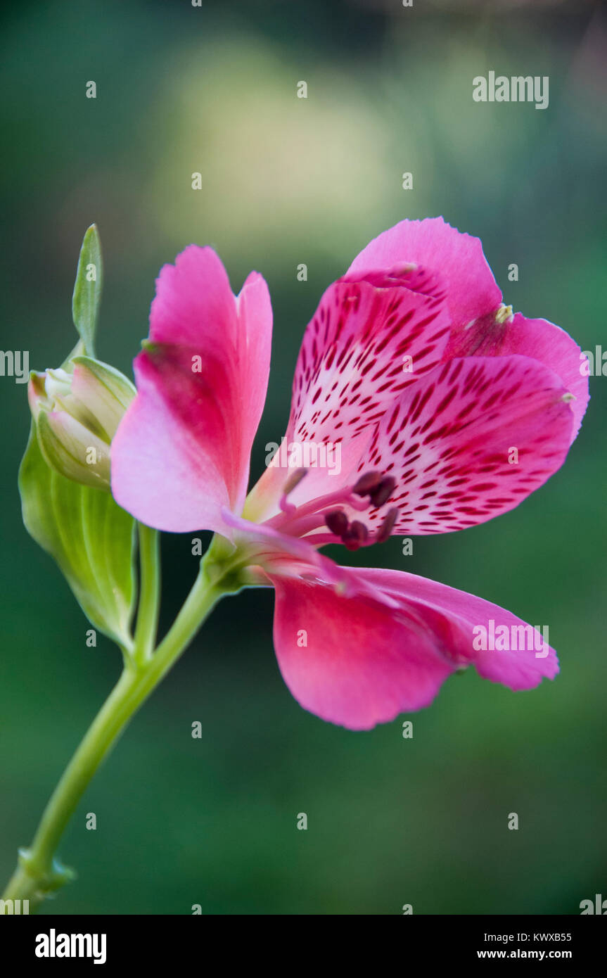 Beautiful Pink Spotted Flower Stock Photo - Alamy