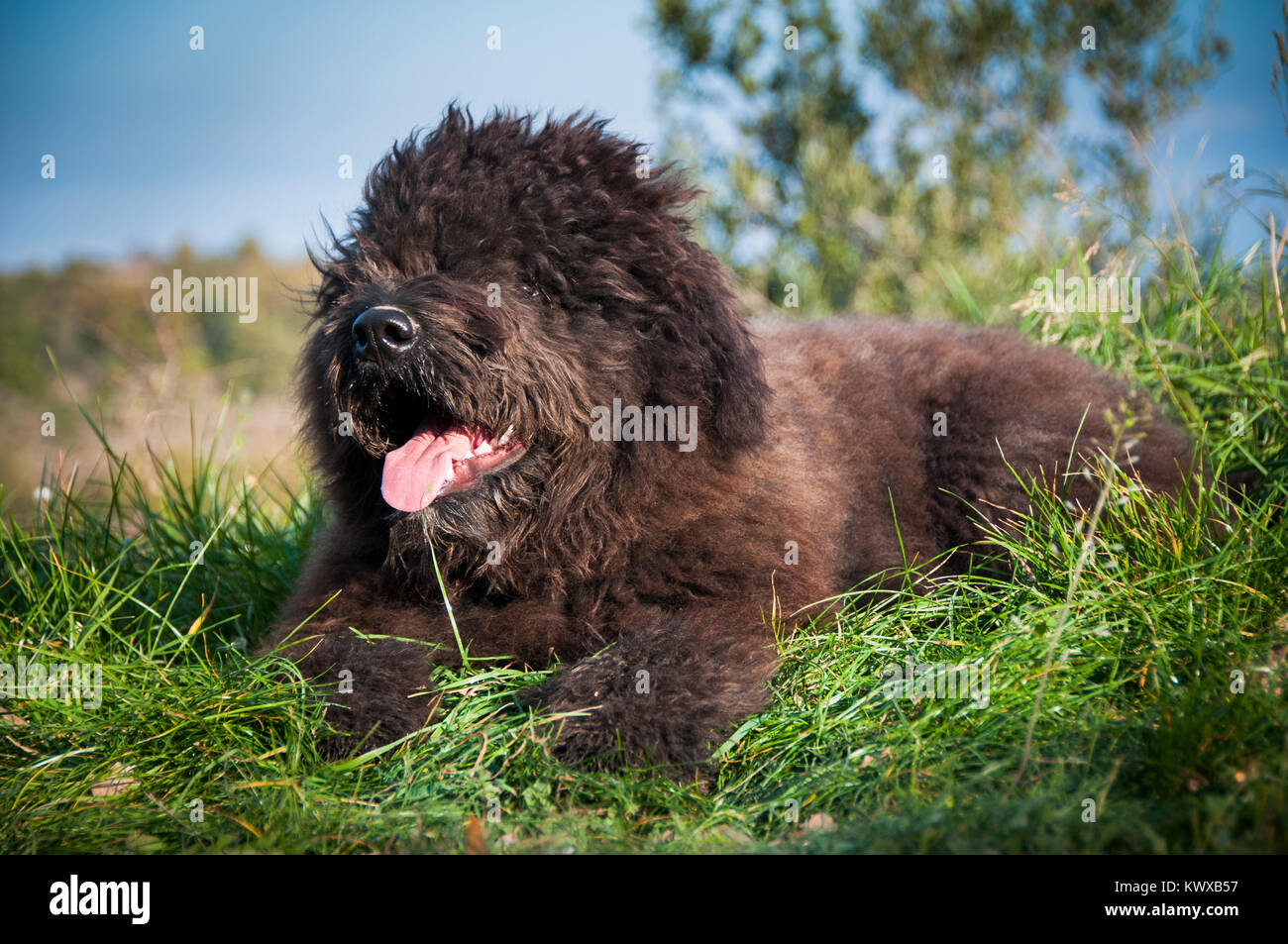 Portrait of a Bouvier Des Flandres puppy laying down Stock Photo - Alamy