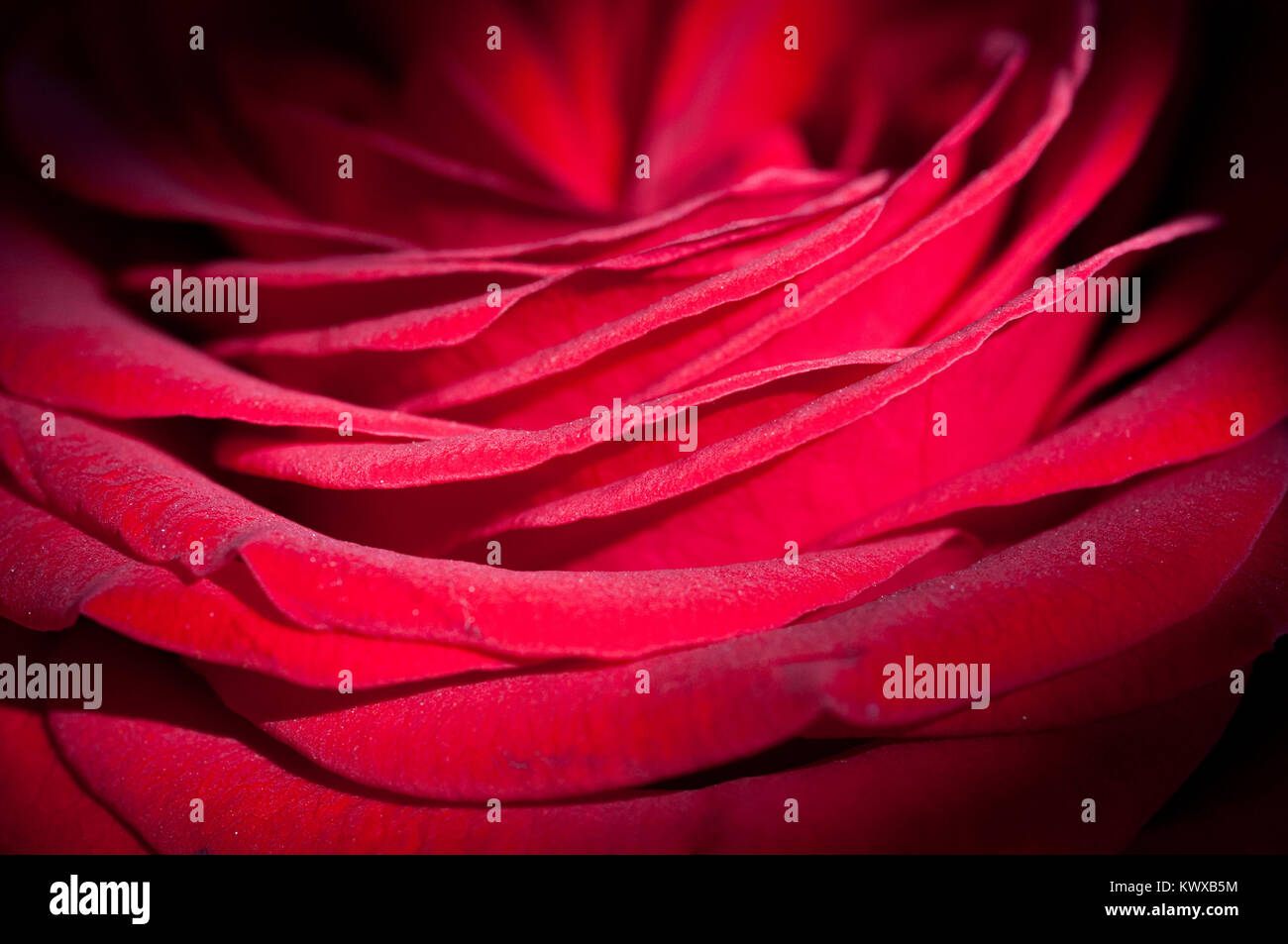 Macro photograph of a single red rose Stock Photo - Alamy