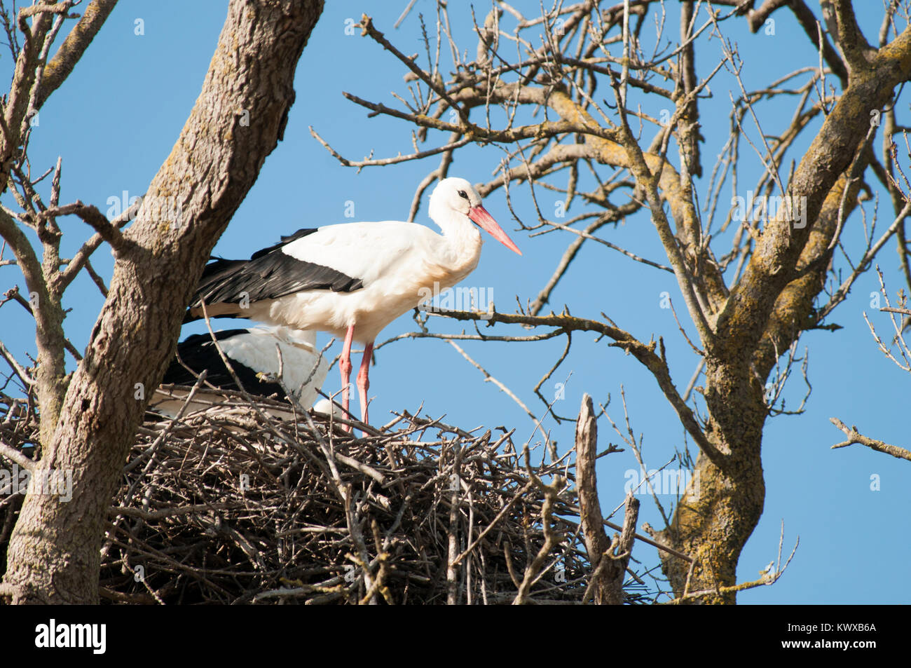 White Storks Nesting Stock Photo - Alamy