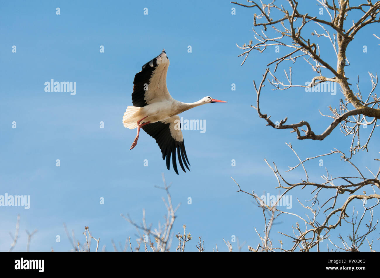 White Stork Flying Stock Photo - Alamy