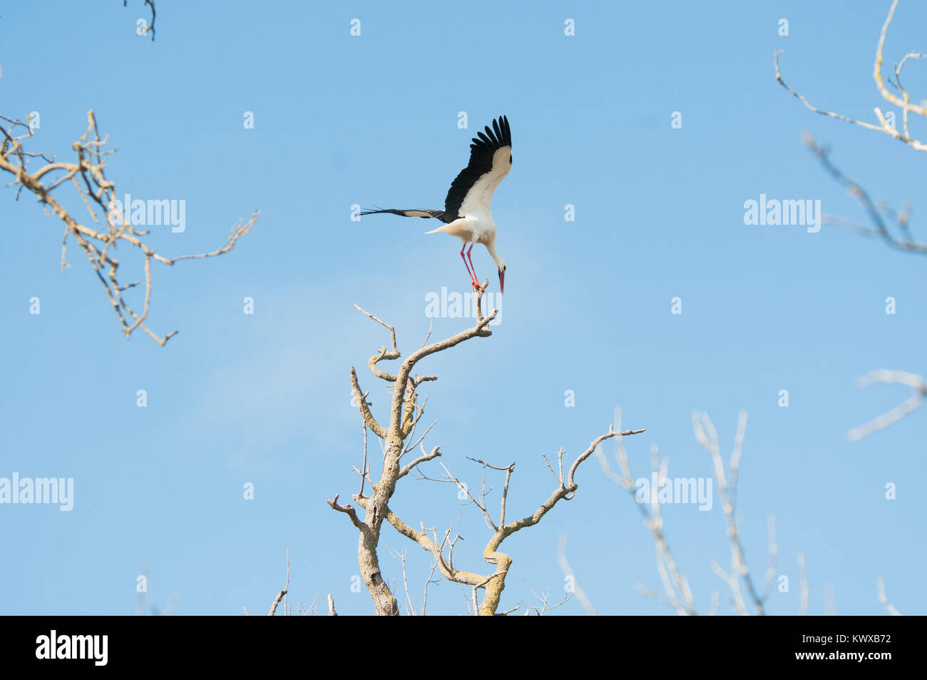 White Stork Flying Stock Photo - Alamy