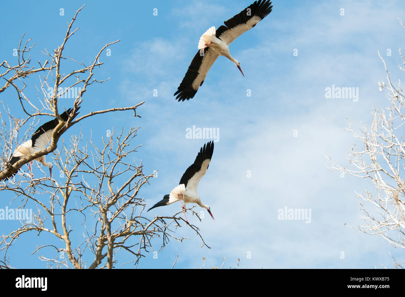 White Stork Flying Stock Photo - Alamy