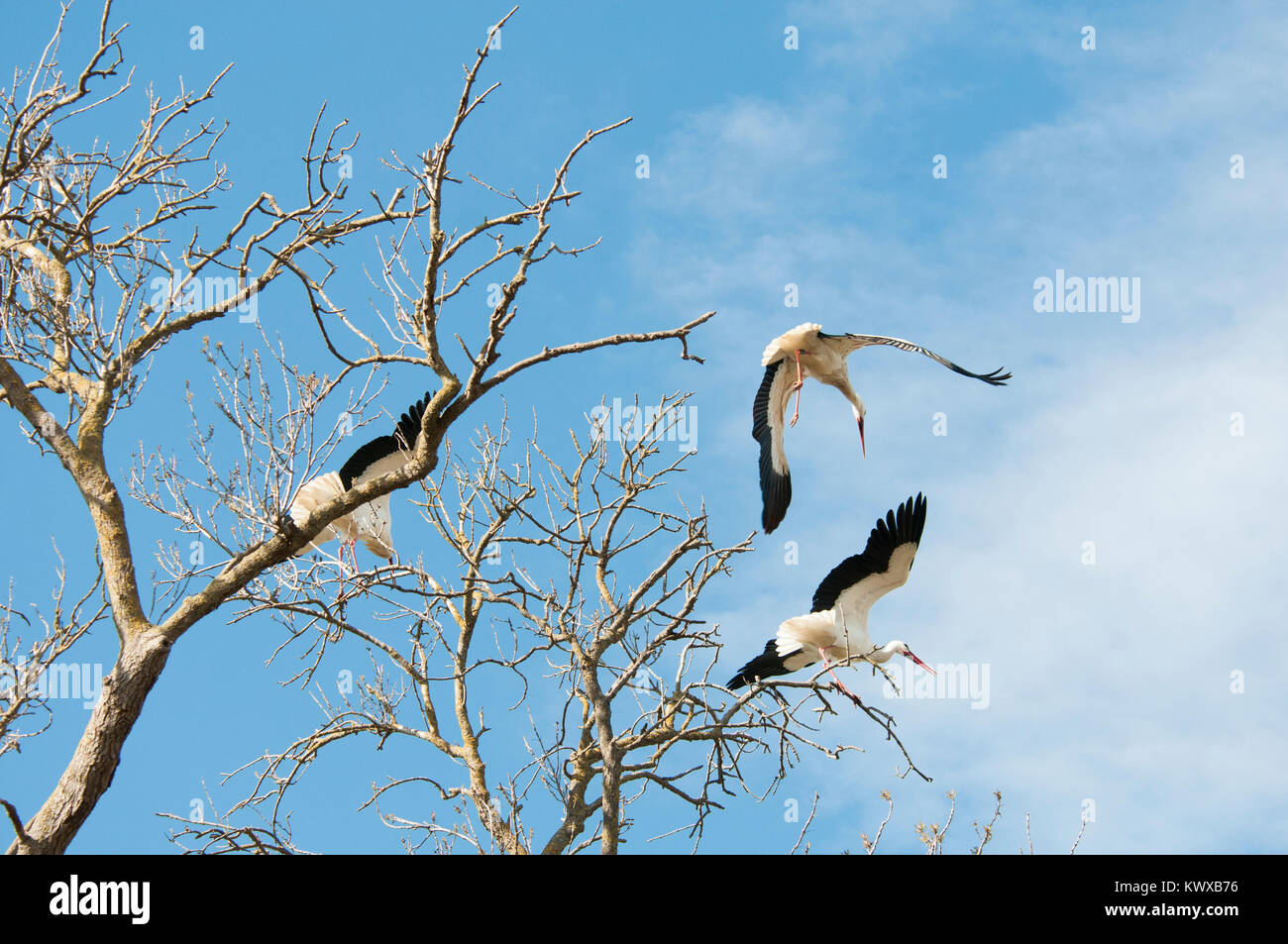 White Stork Flying Stock Photo - Alamy