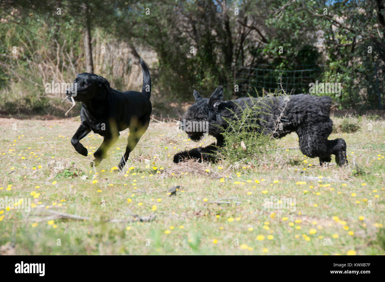 A labrador and a bouvier des flandres playing chase Stock Photo - Alamy