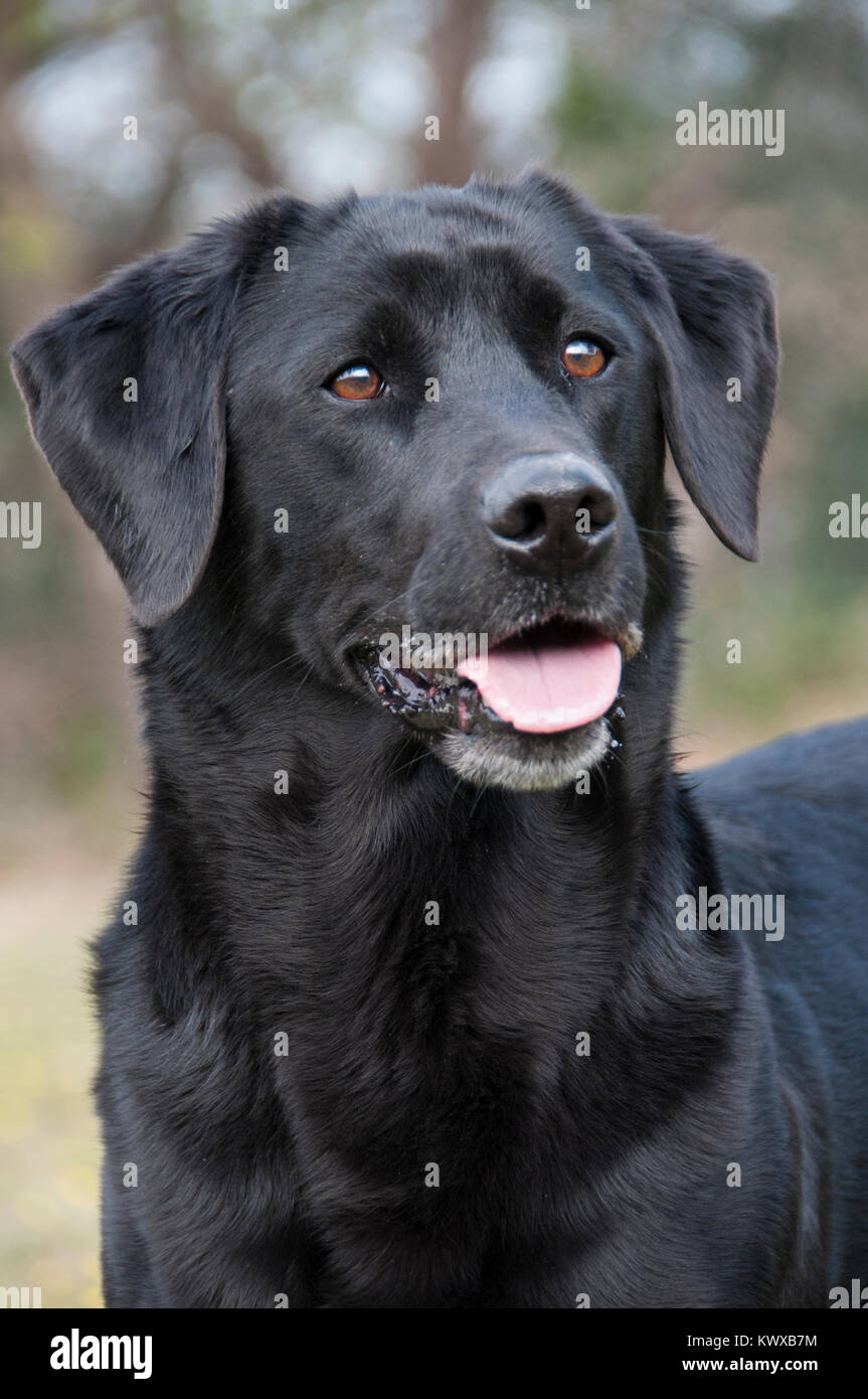 Portrait of a black labrador Stock Photo - Alamy