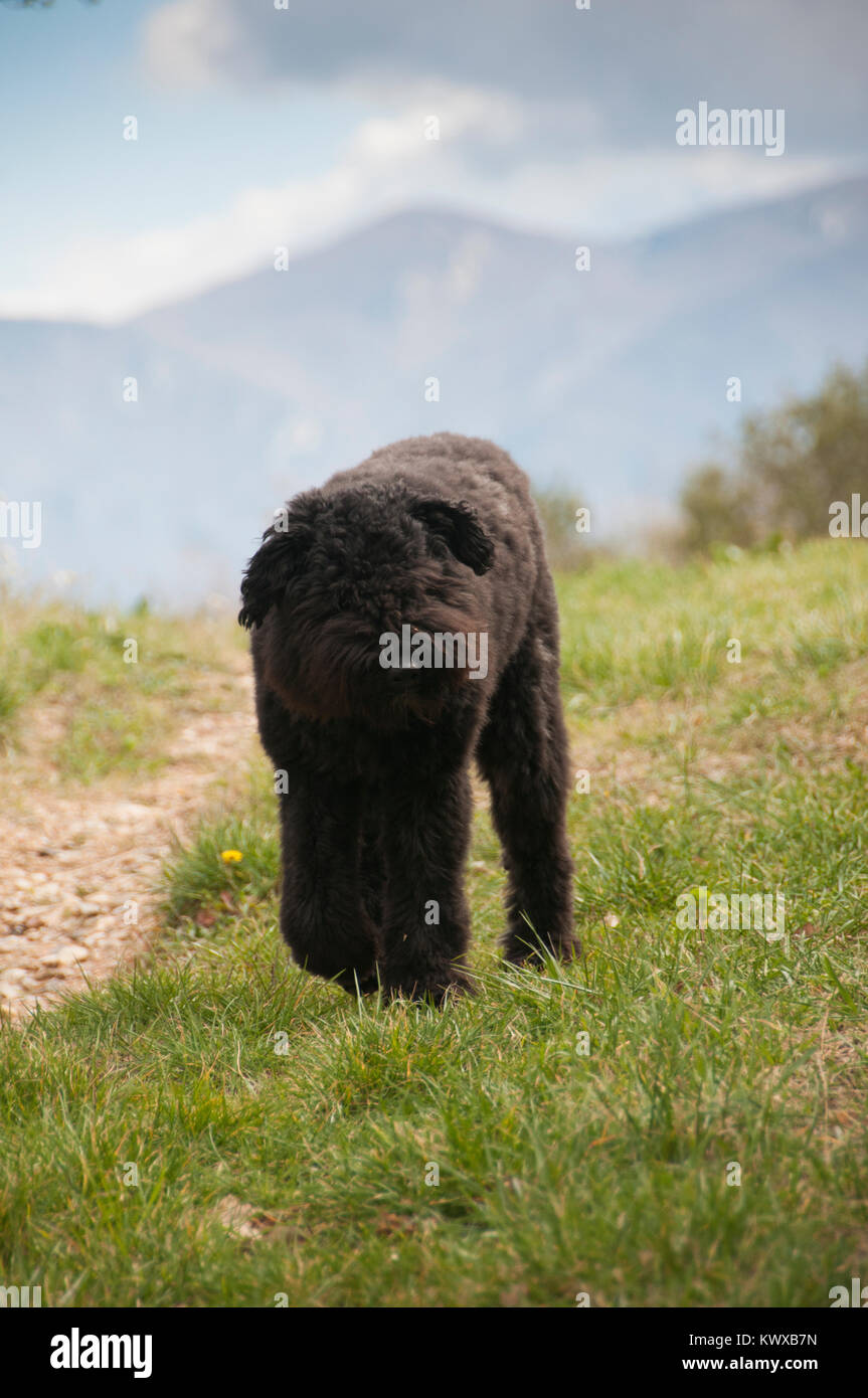 Bouvier Des Flandres dog outdoors Stock Photo - Alamy
