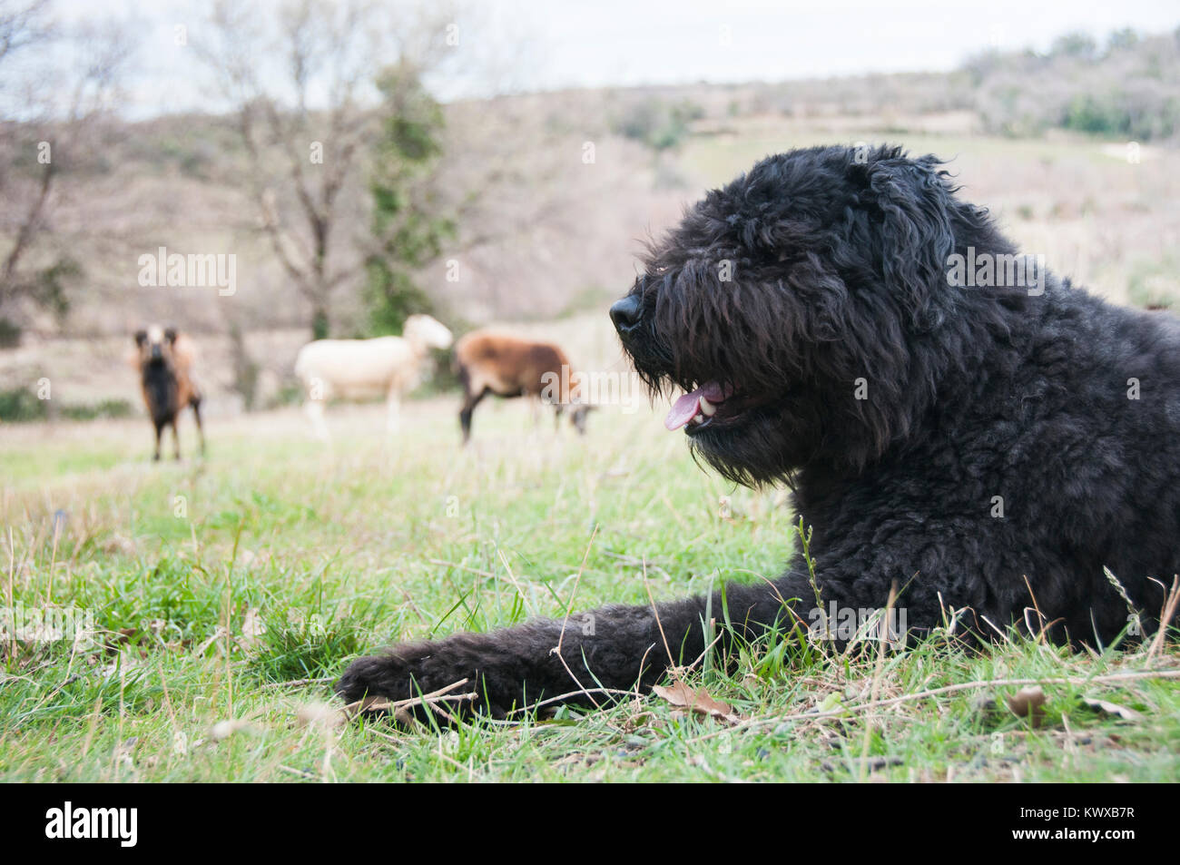 Bouvier Des Flandres rounding up and guarding sheep Stock Photo - Alamy