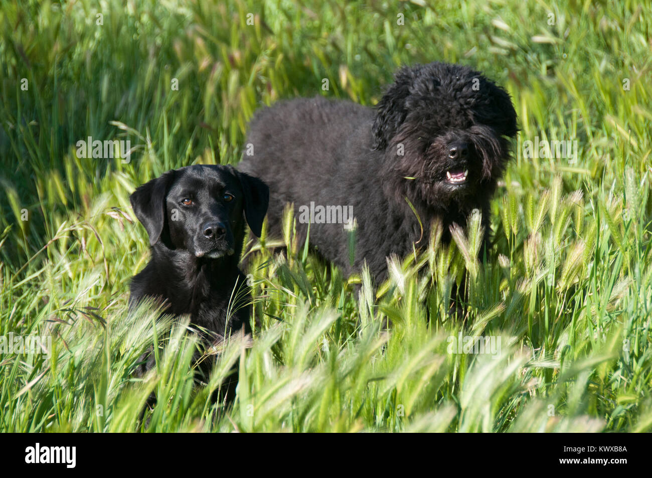 Pair of labradors hi-res stock photography and images - Alamy