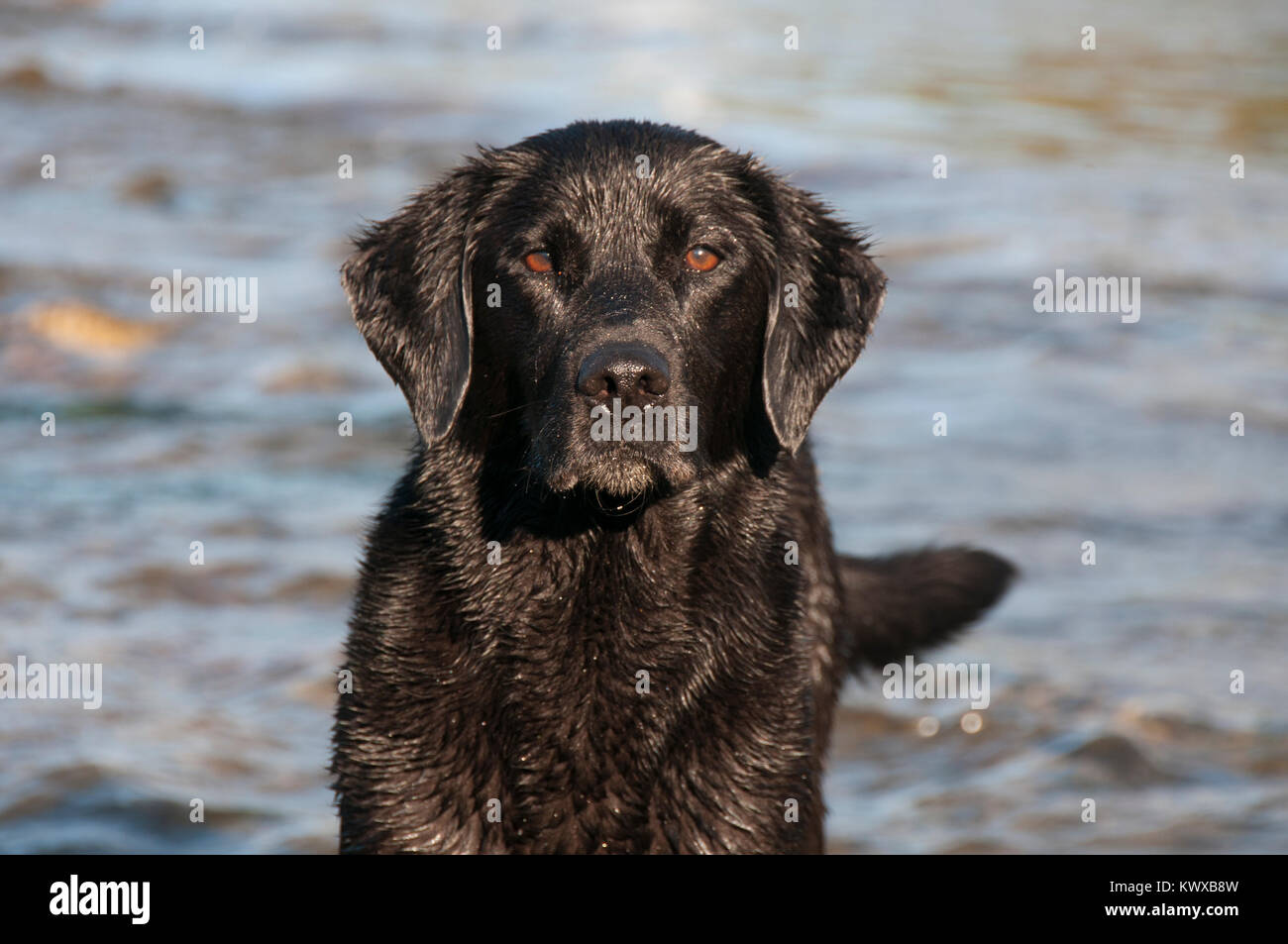 Portrait of a labrador standing in water Stock Photo - Alamy