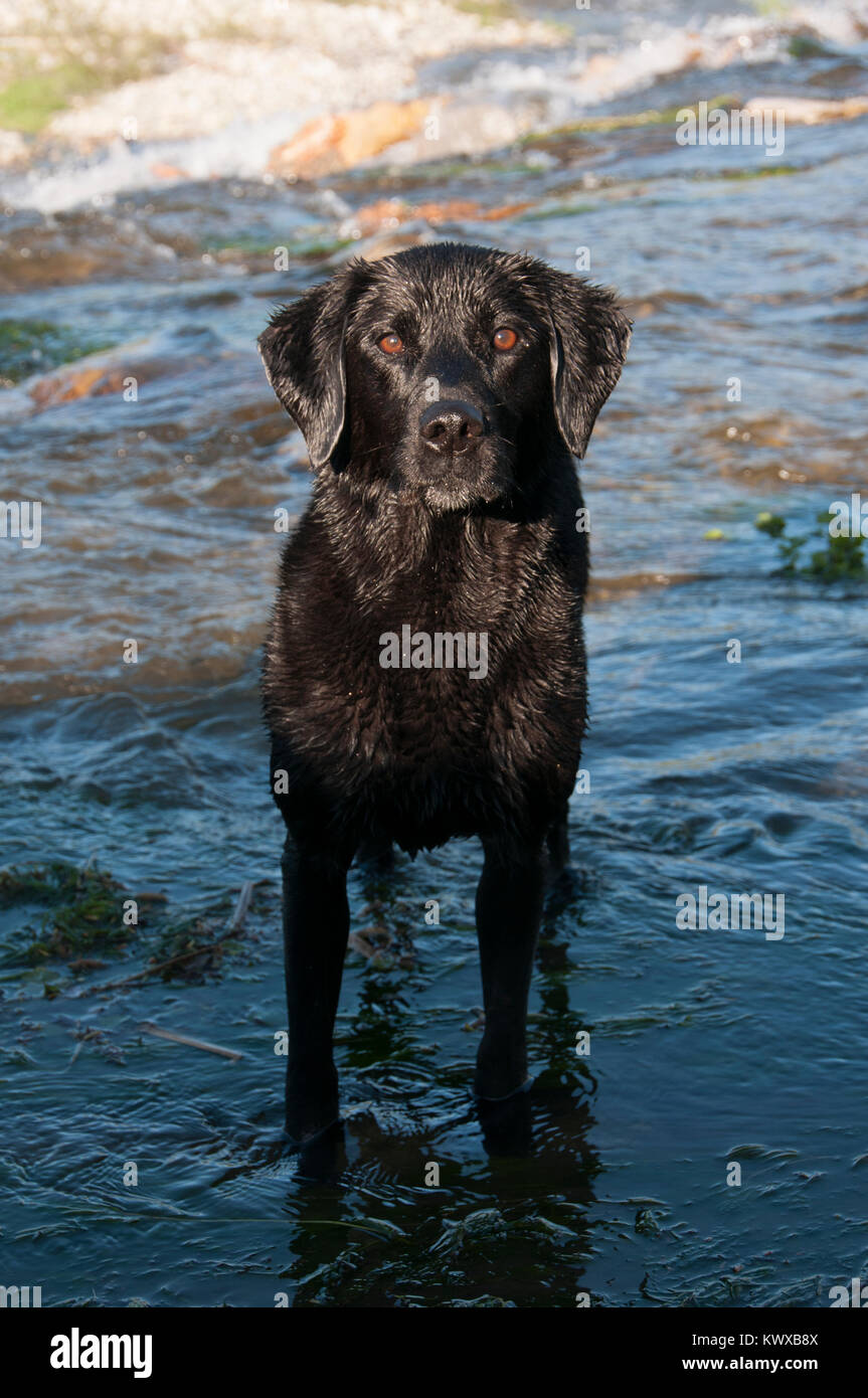 Labrador retrievers swimming hi-res stock photography and images - Alamy