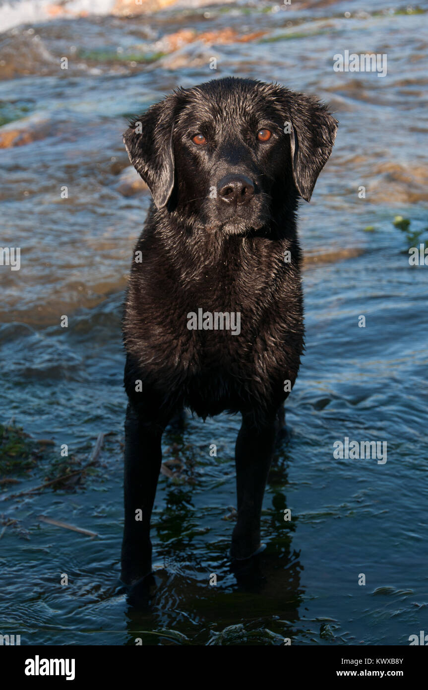 Portrait of a labrador standing in water Stock Photo - Alamy