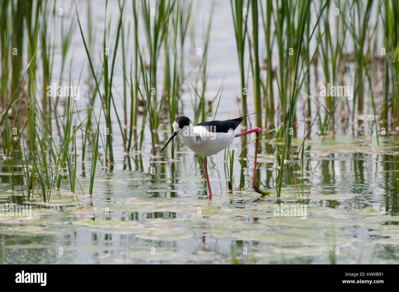 Stilt bird wading through the reeds Stock Photo - Alamy