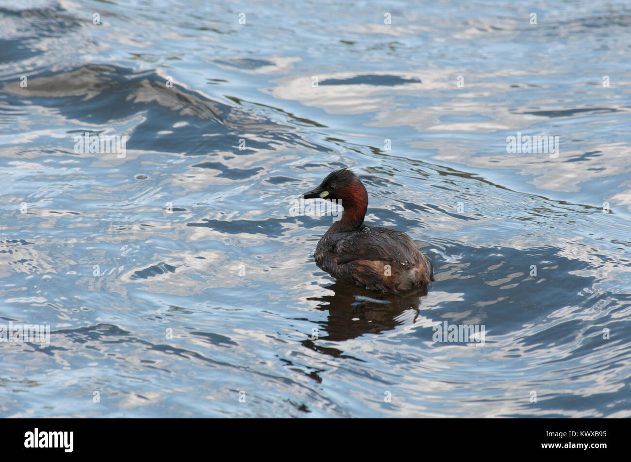 Dab duck hi-res stock photography and images - Alamy