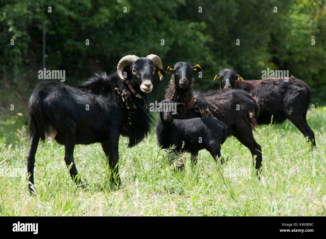 Flock of Rare Black Cameroon Sheep Stock Photo - Alamy