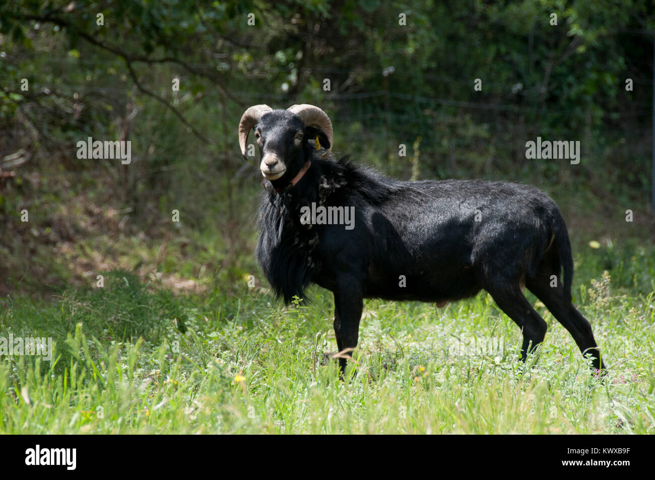 Mouton du cameroun hi-res stock photography and images - Alamy