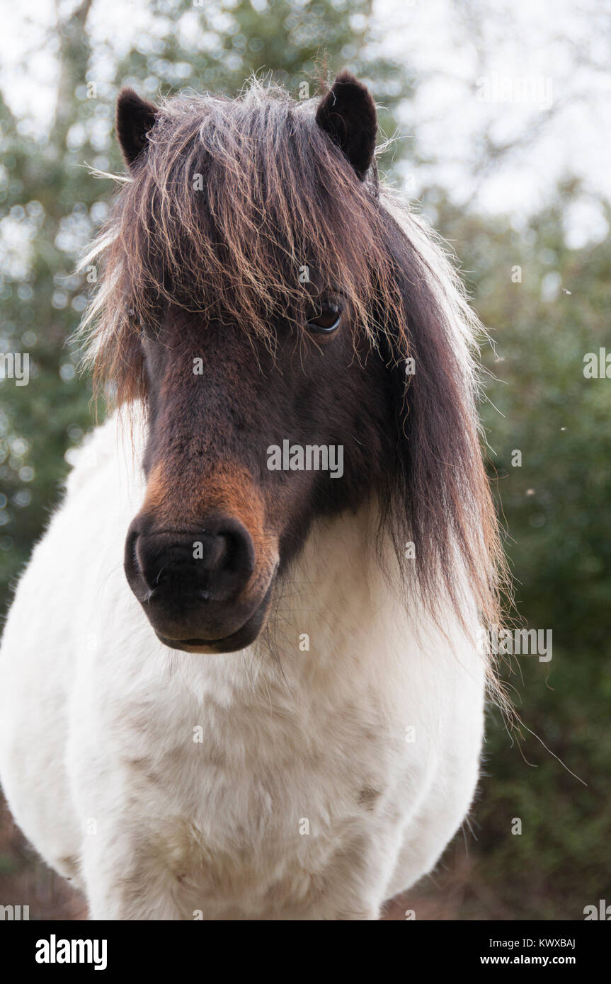 Shetland pony in new forest hi-res stock photography and images - Alamy