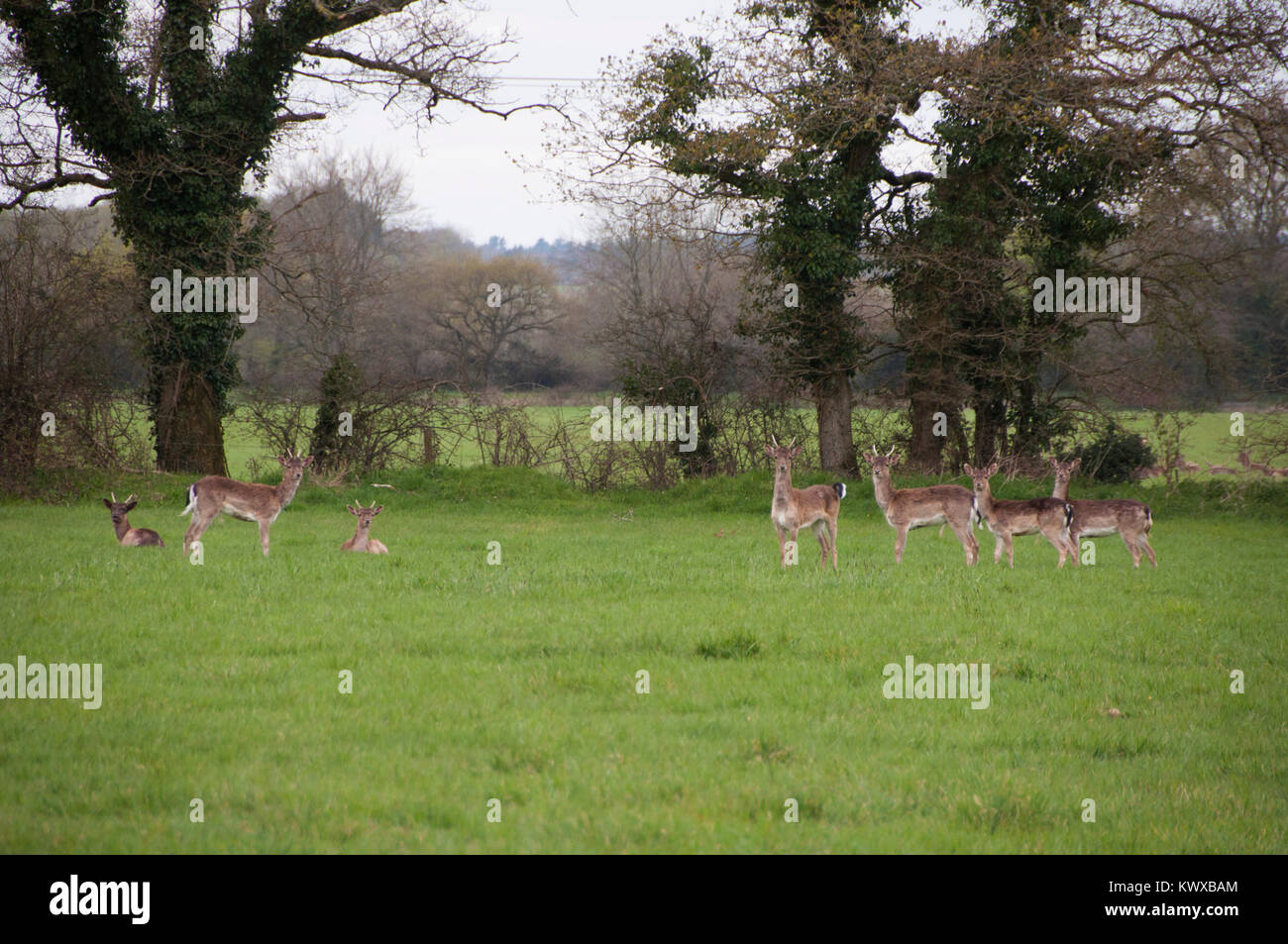 Herd of Wild Fallow Deer Stock Photo - Alamy