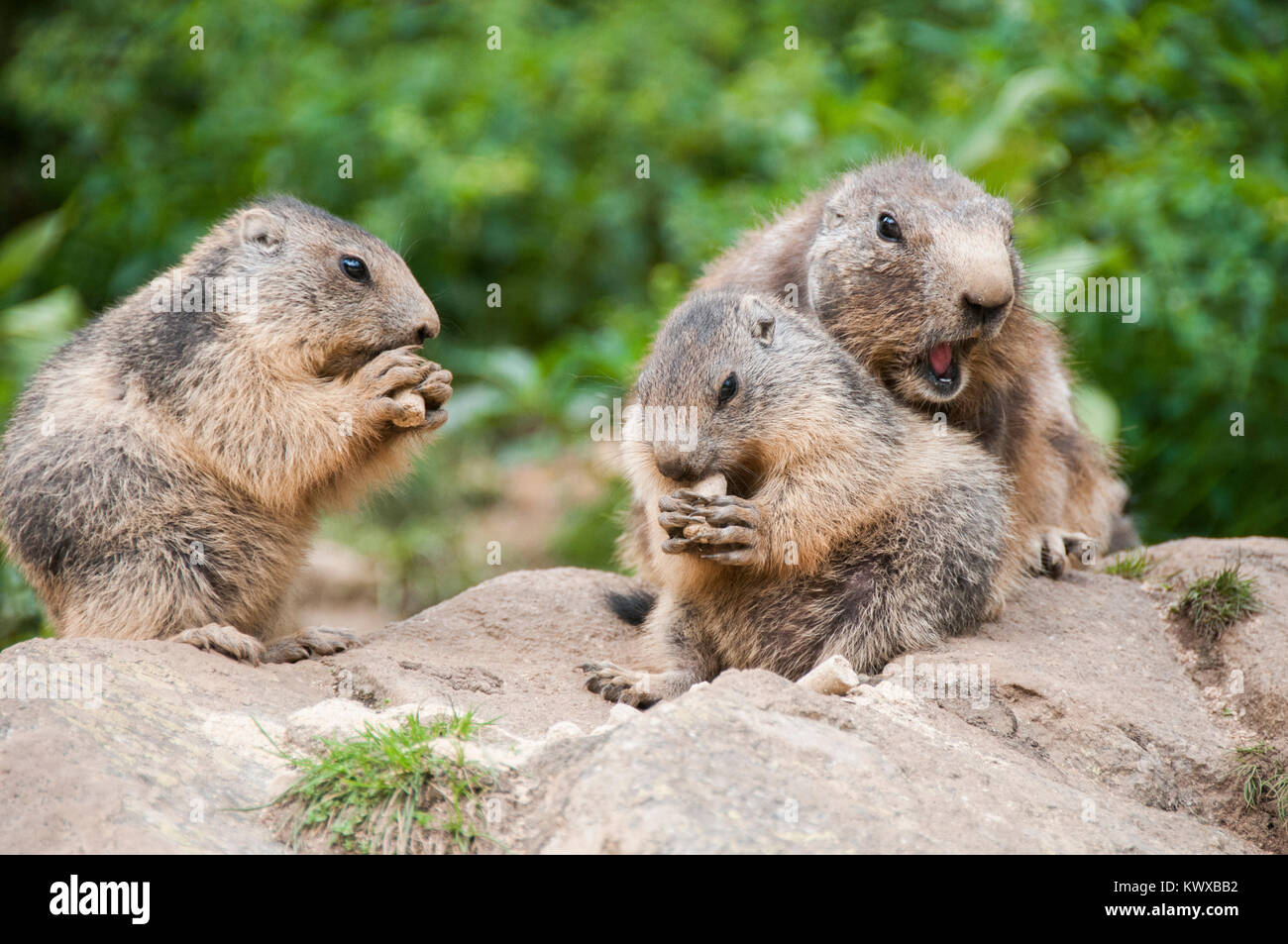 Marmots Eating In A Wildlife Park Stock Photo - Alamy
