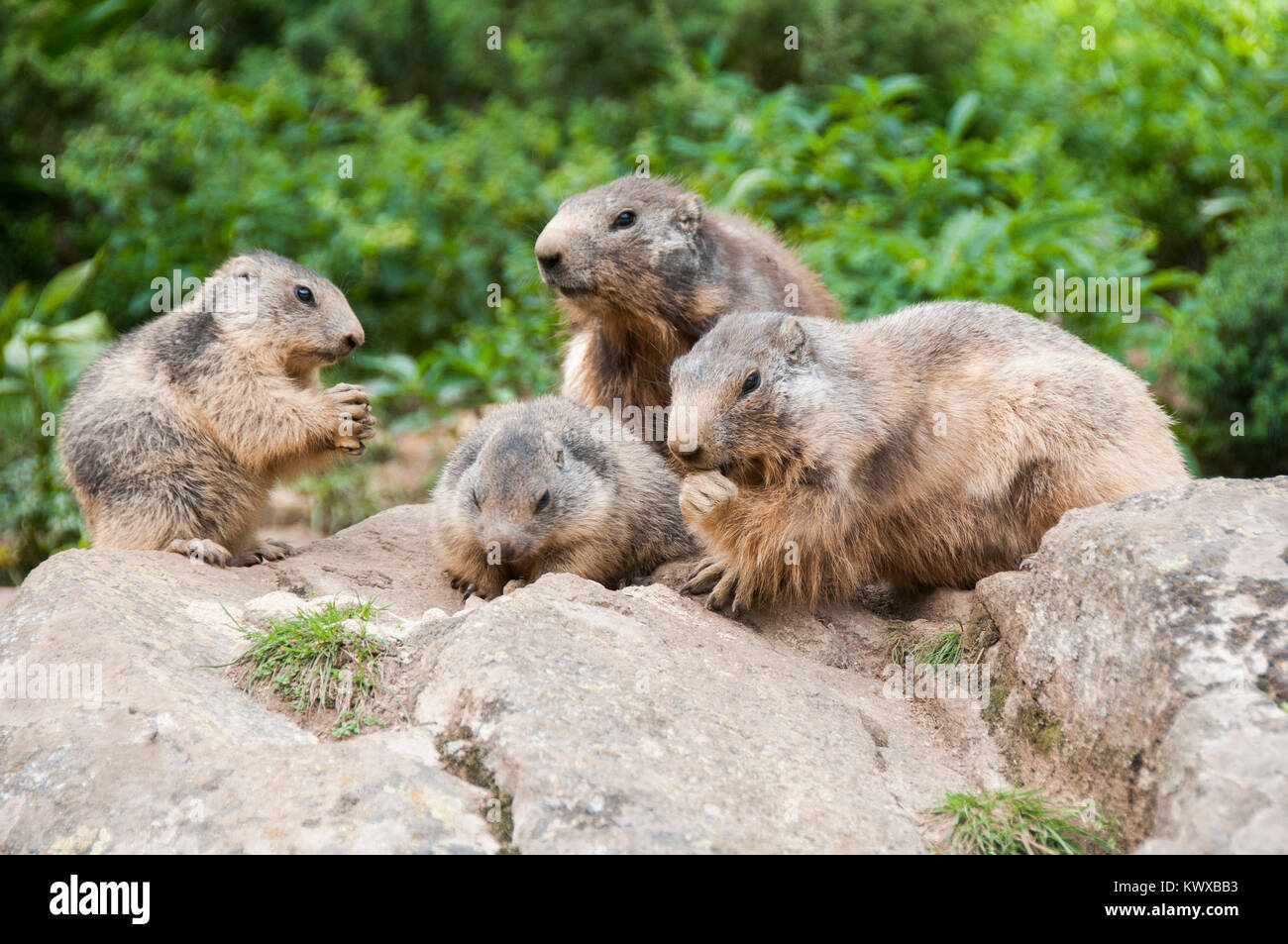 Marmots Eating In A Wildlife Park Stock Photo - Alamy