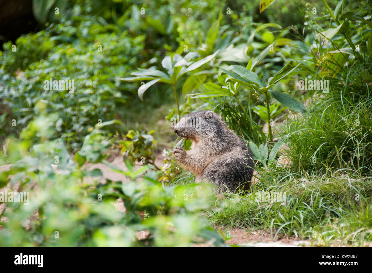Marmots Eating In A Wildlife Park Stock Photo - Alamy