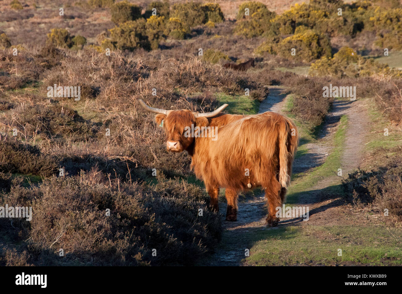 Highland Cow Roaming Free In The New Forest Stock Photo - Alamy