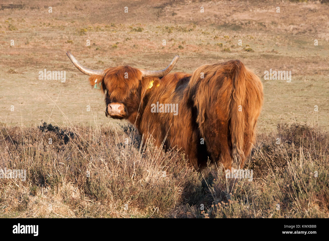 Highland Cow Roaming Free In The New Forest Stock Photo - Alamy