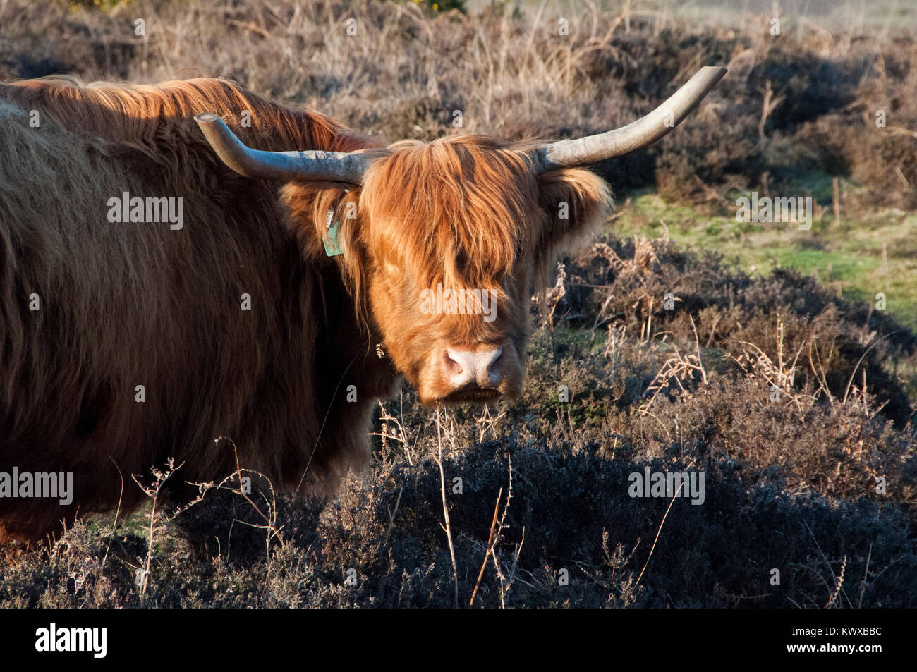 Highland Cow Roaming Free In The New Forest Stock Photo - Alamy
