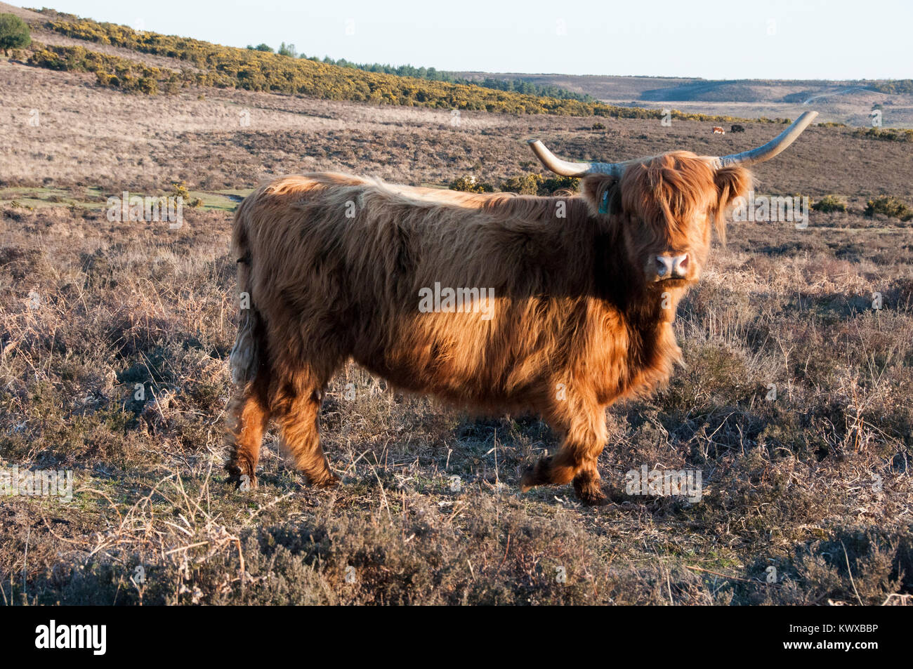 Cow roaming free hi-res stock photography and images - Alamy
