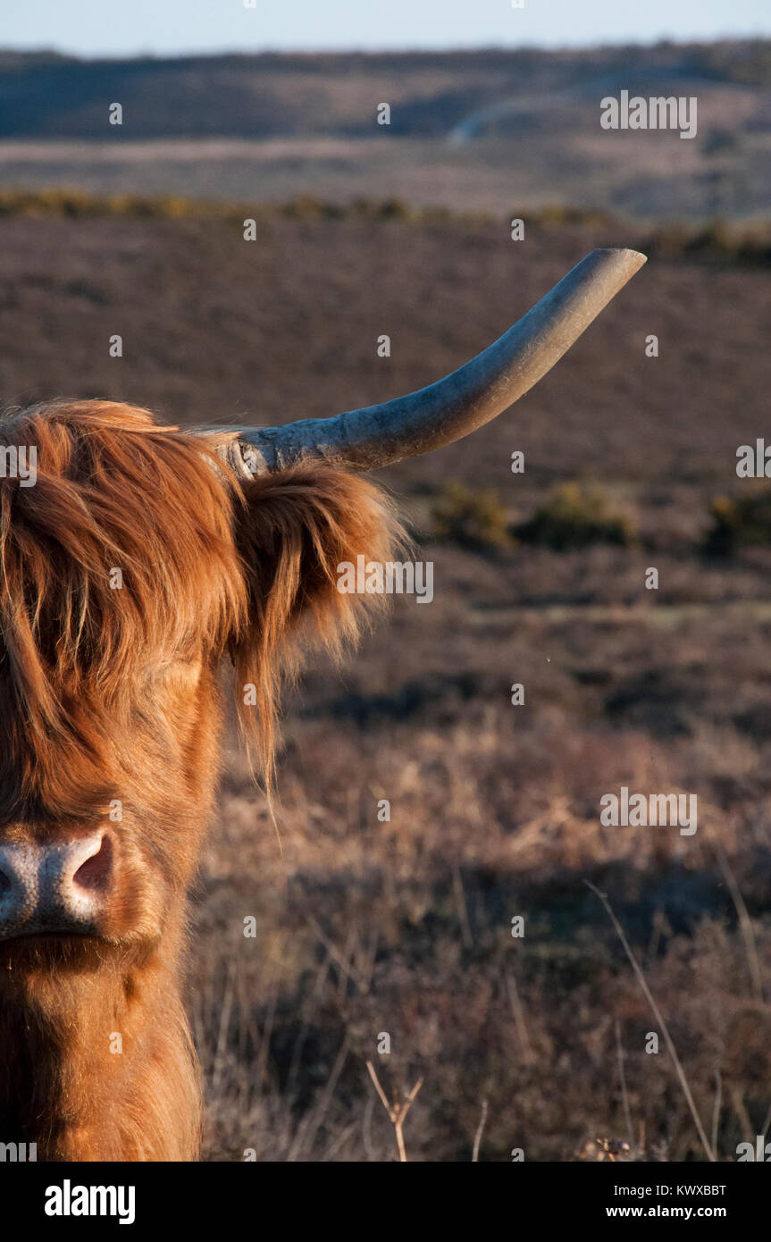 Highland Cow Roaming Free In The New Forest Stock Photo - Alamy
