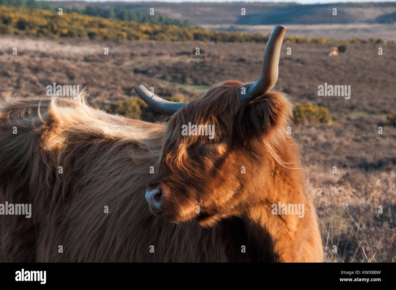 Highland Cow Roaming Free In The New Forest Stock Photo - Alamy
