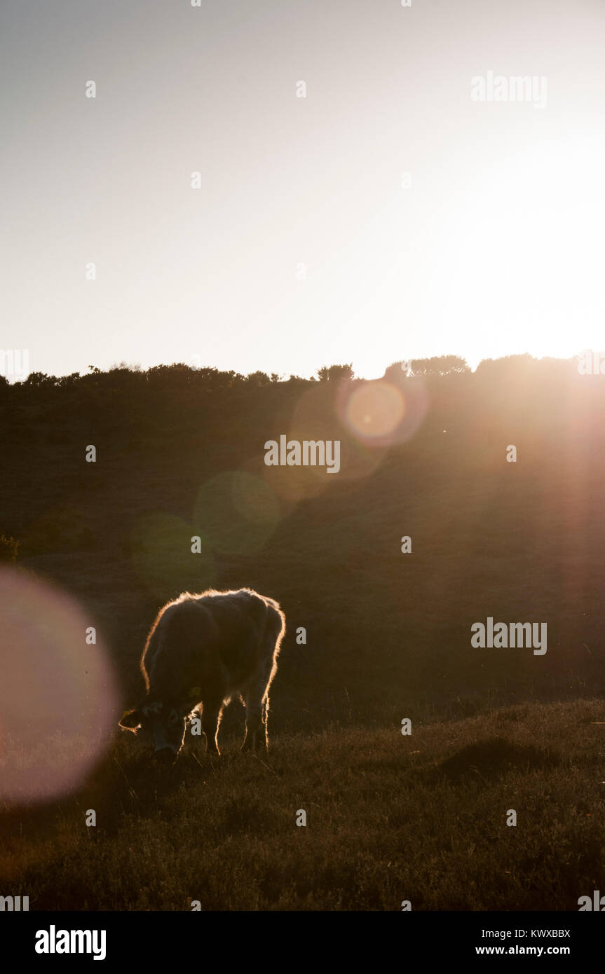 Free-Range New Forest Cattle Stock Photo - Alamy