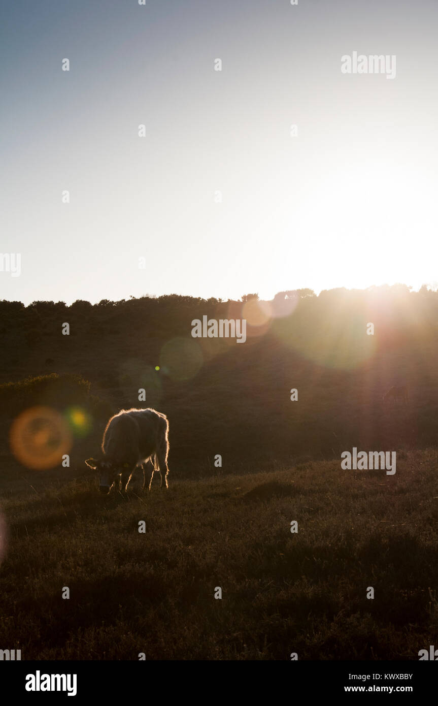 Free-Range New Forest Cattle Stock Photo - Alamy