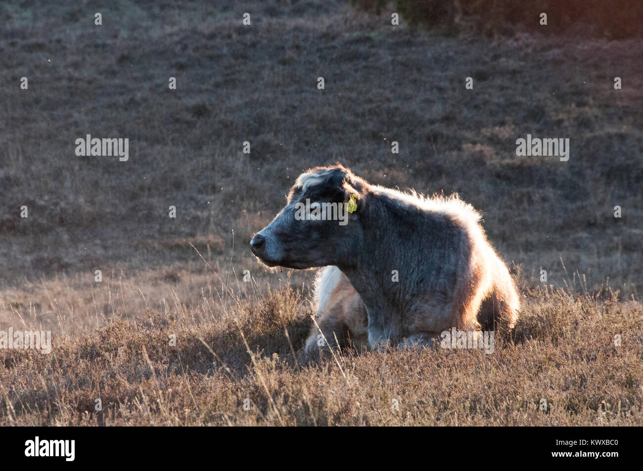 Free-Range New Forest Cattle Stock Photo - Alamy