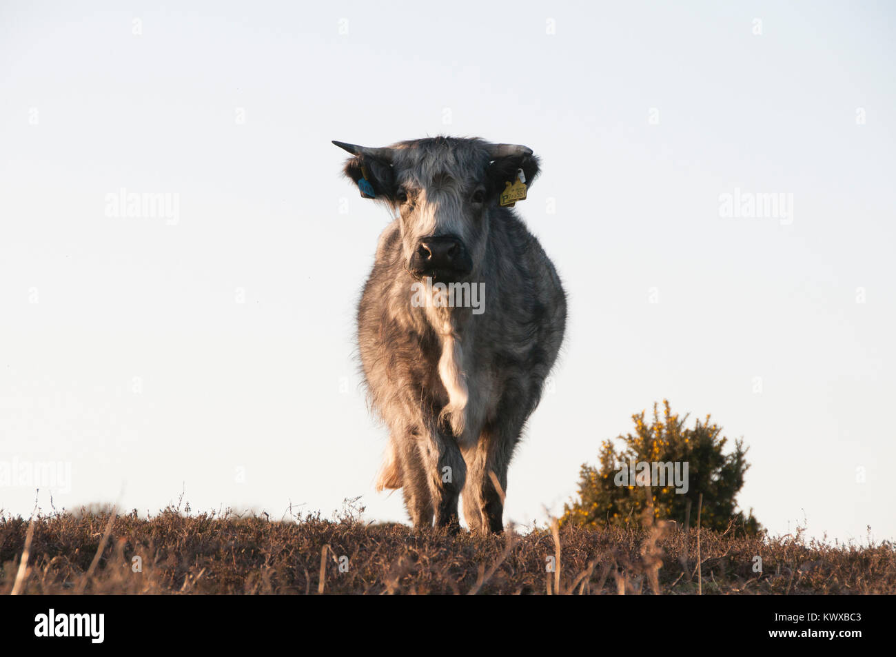 Free-Range New Forest Cattle Stock Photo - Alamy