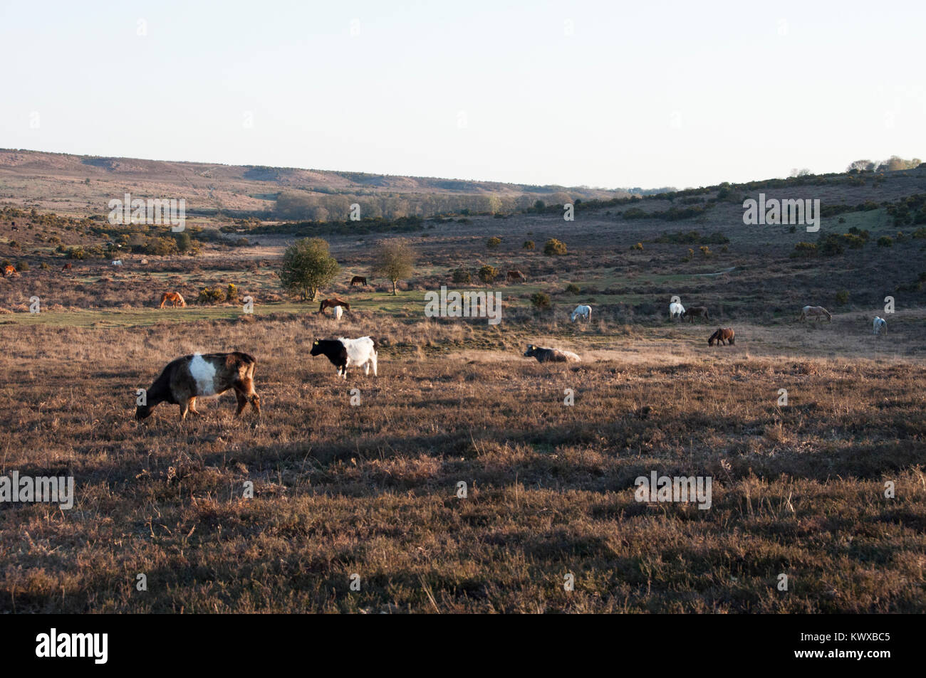 Free-Range New Forest Cattle Stock Photo - Alamy